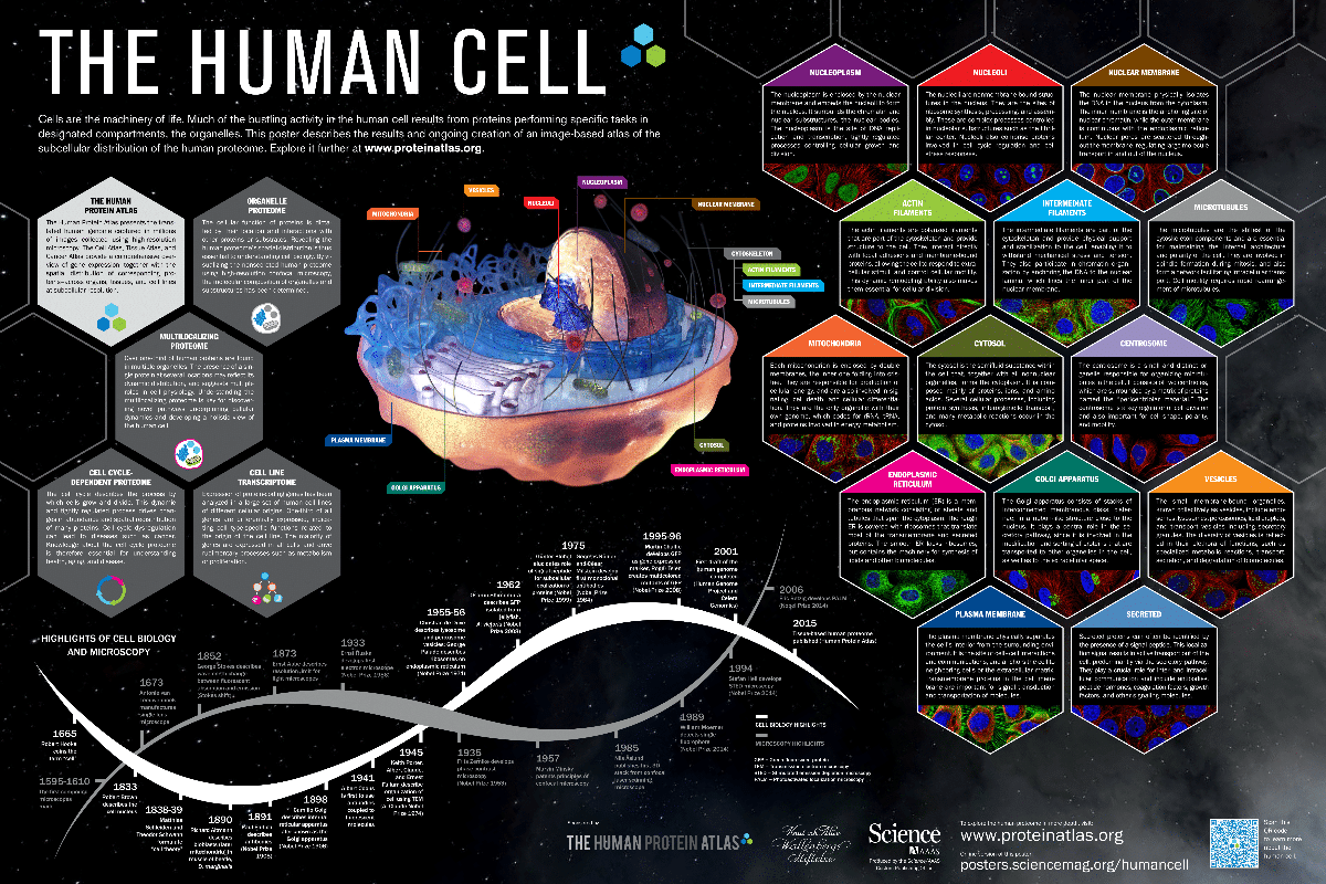 Medical Posters | Poster Template