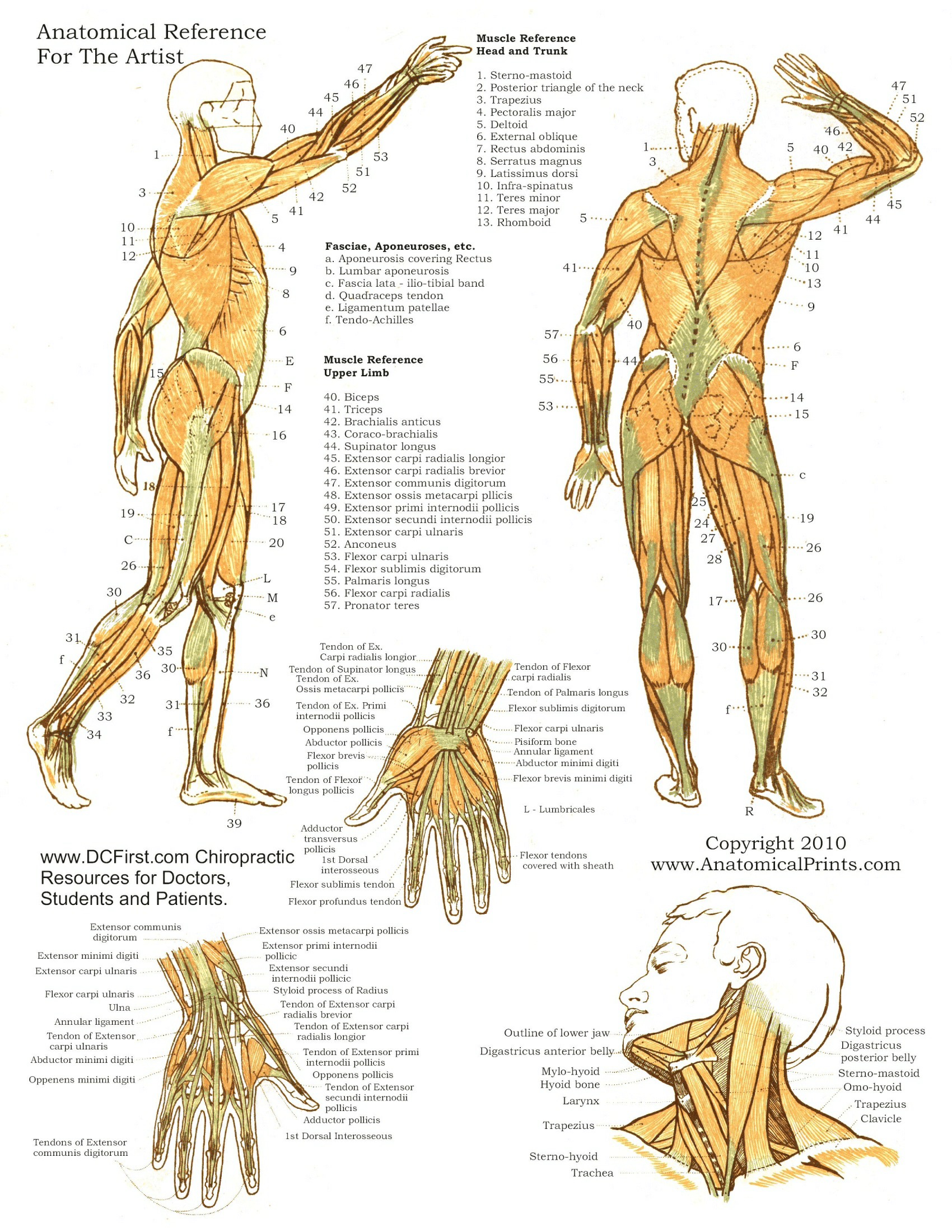 Anatomy Posters Poster Template Anatomy Posters Poster Template