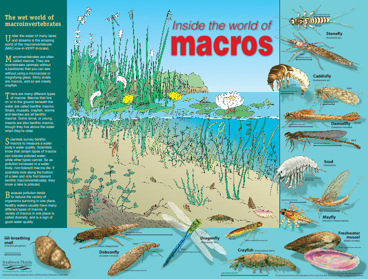 Biology Posters | Poster Template