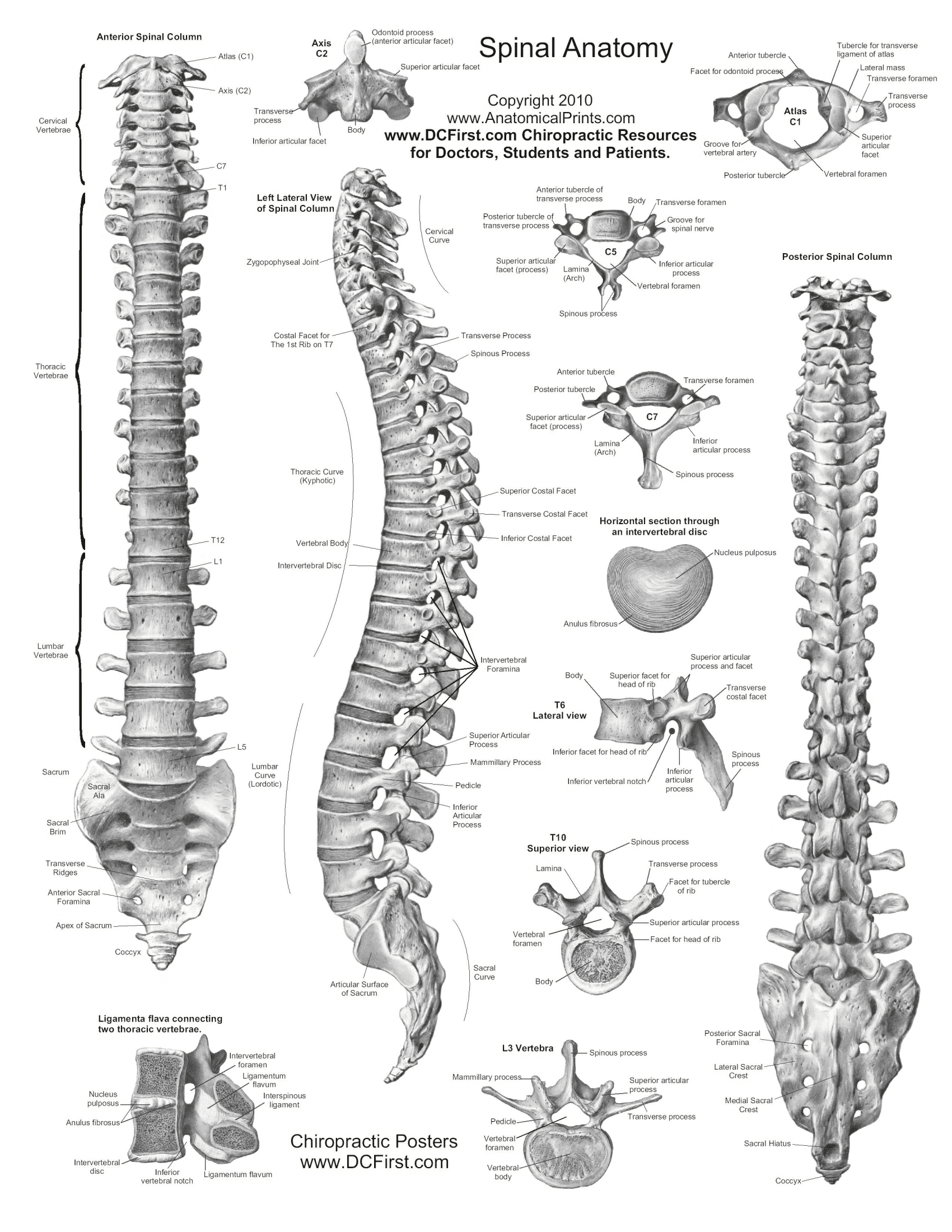 DIAGRAM Human Spinal Anatomy Diagram MYDIAGRAM ONLINE DIAGRAM Human Spinal Anatomy Diagram MYDIAGRAM ONLINE
