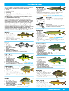 Fishing Posters | Poster Template